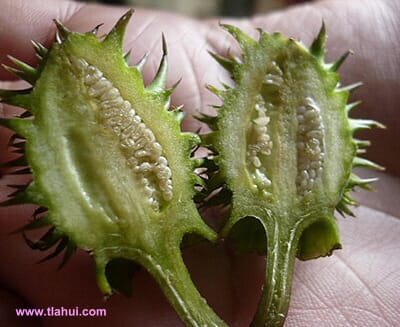 El Toloache la poderosa planta que...¿enamora? | Tuul